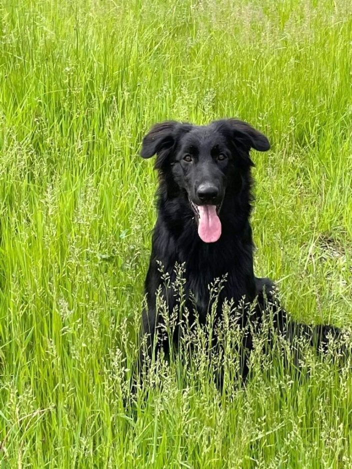 VetPets plans service dog fundraiser - Observer-Reporter